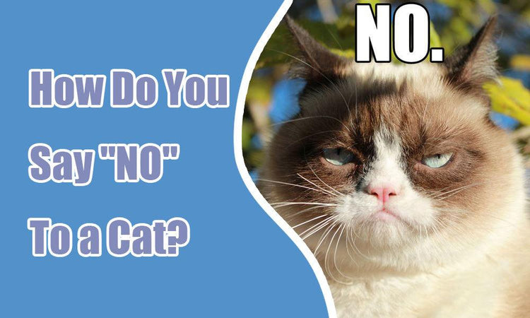 How do you say "no" to a cat? – MEWCATS